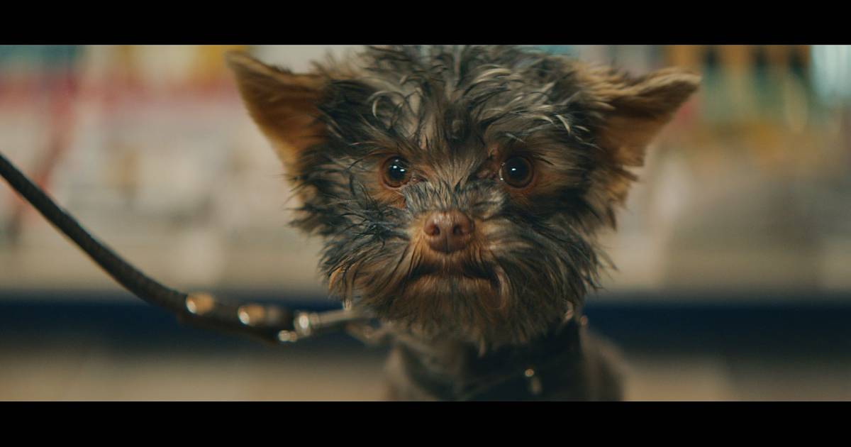 Frekkel: Hoe een lelijk hondje Nederland in beweging bracht | Effie ...